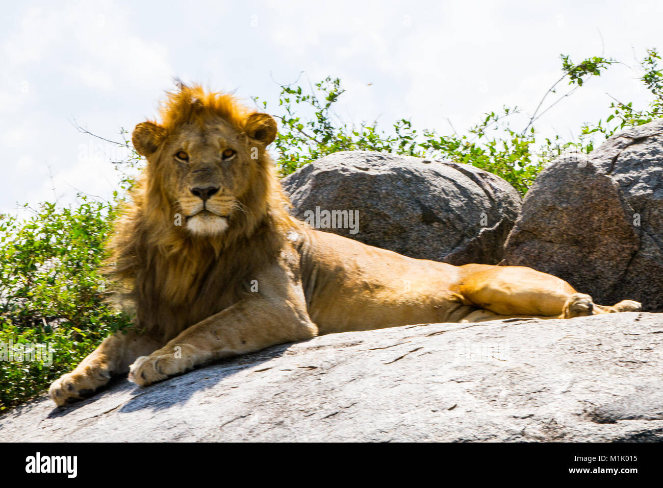 Male East African lion (Panthera leo melanochaita), species in the ...