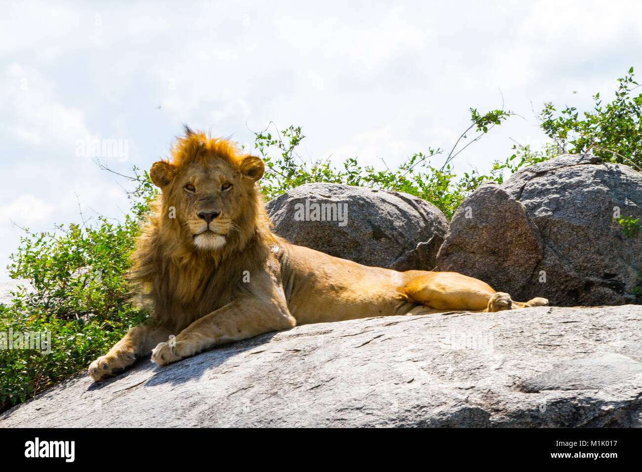 Male East African lion (Panthera leo melanochaita), species in the ...
