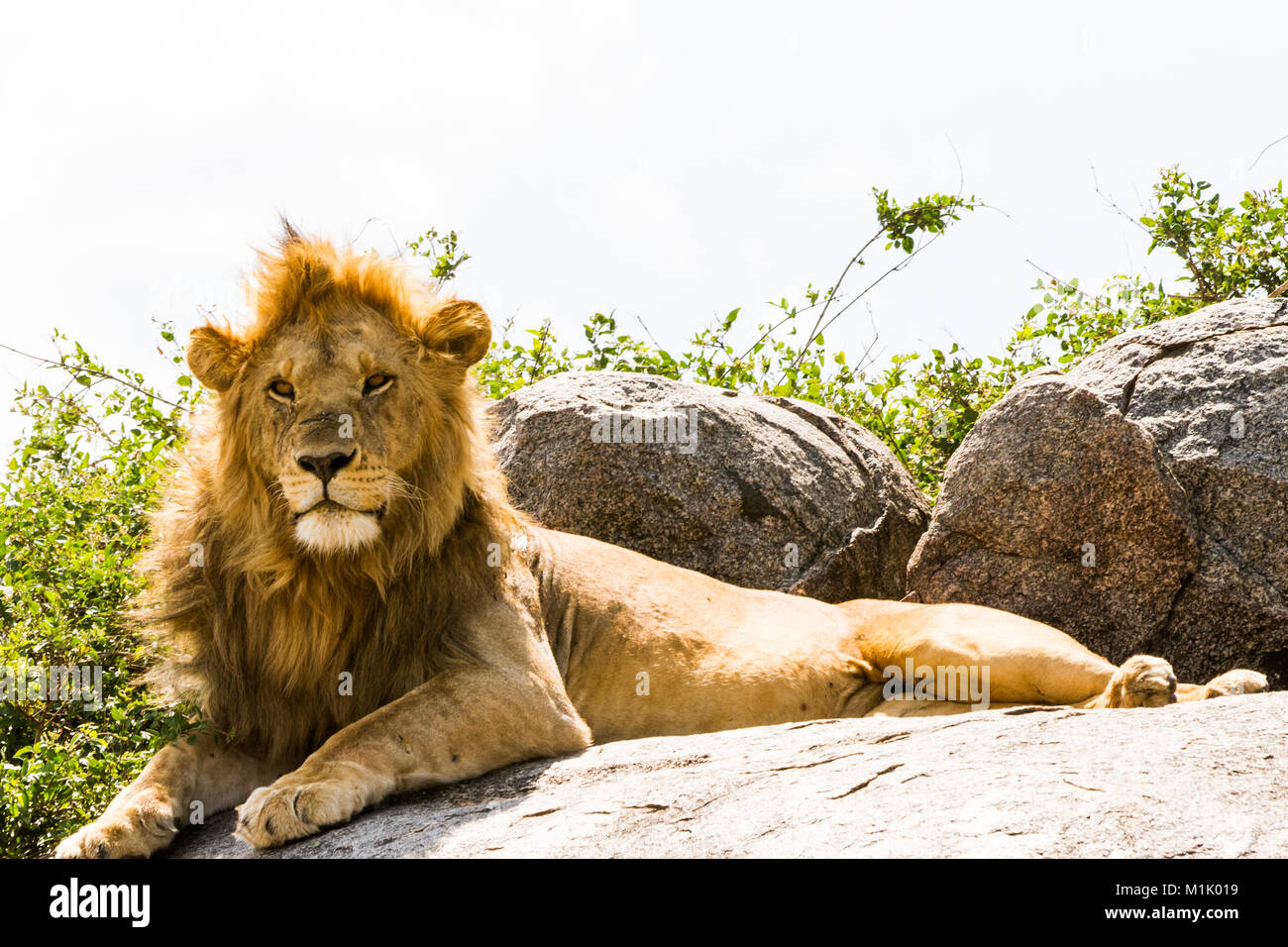 Male East African lion (Panthera leo melanochaita), species in the ...
