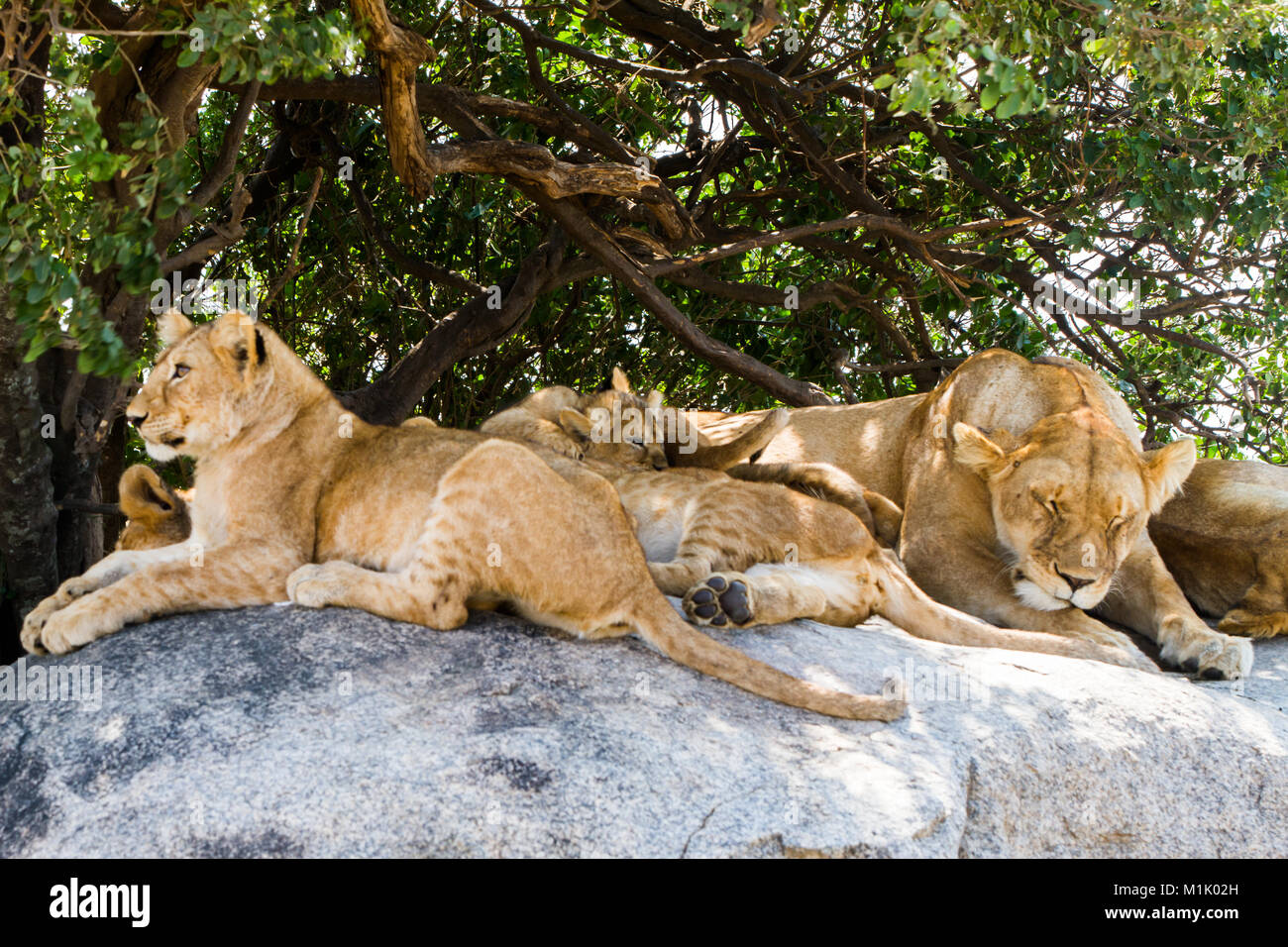 East African lionesses with lion cubs (Panthera leo melanochaita ...