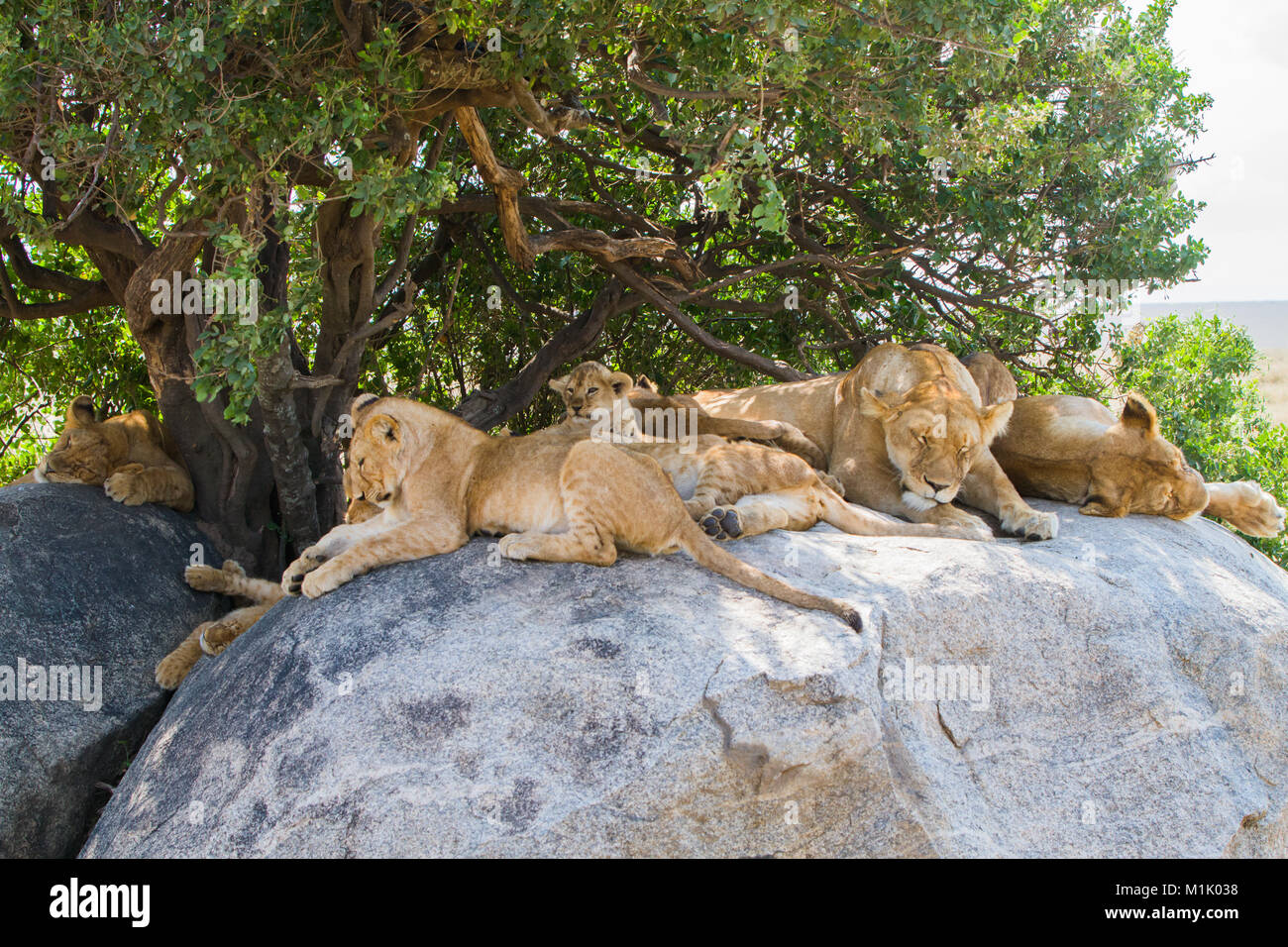 East African lionesses with lion cubs (Panthera leo melanochaita ...