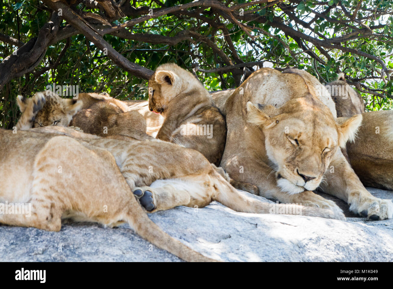 African lionesses with lion cubs (Panthera leo), species in the family ...