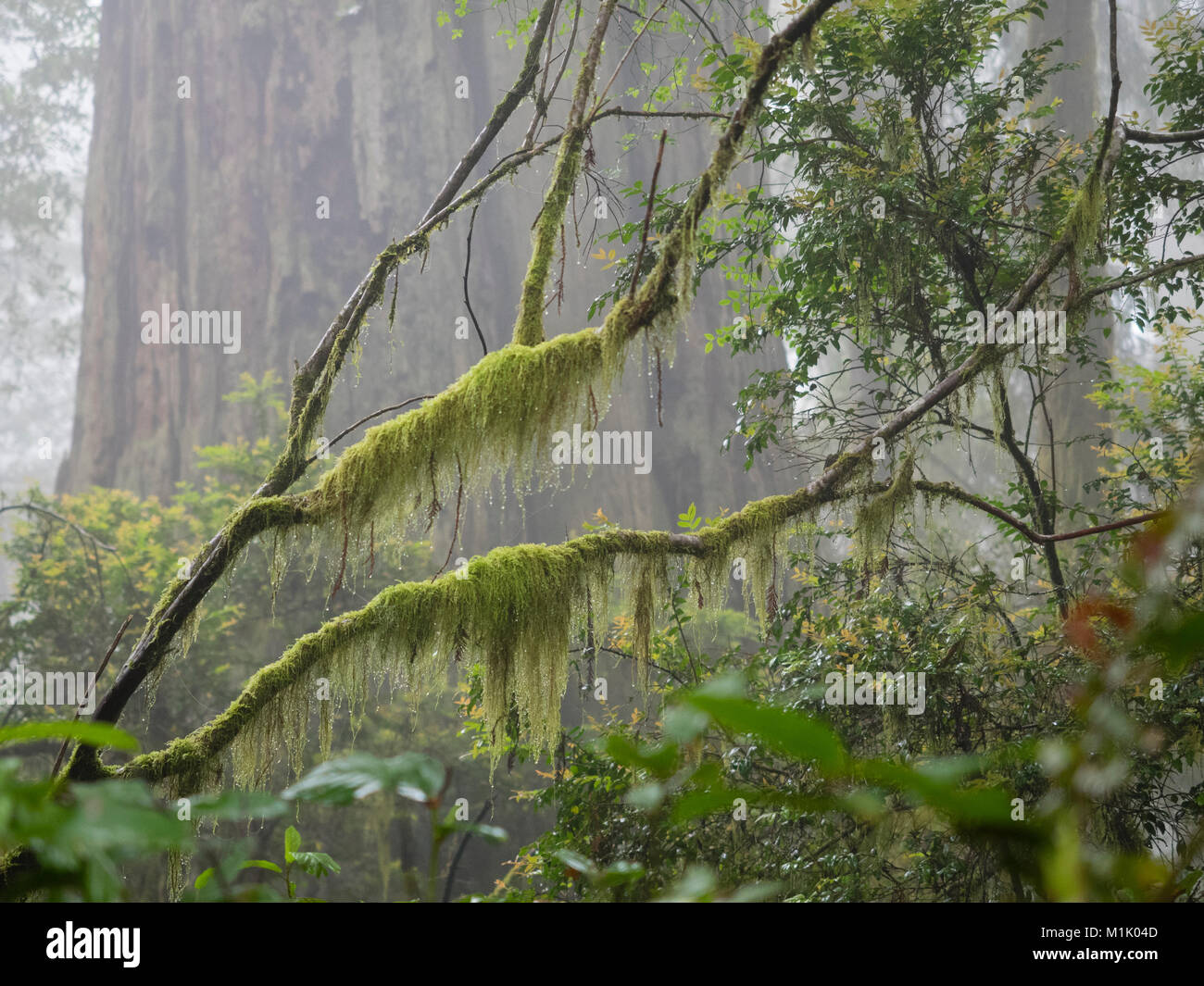 Orick hi-res stock photography and images - Alamy