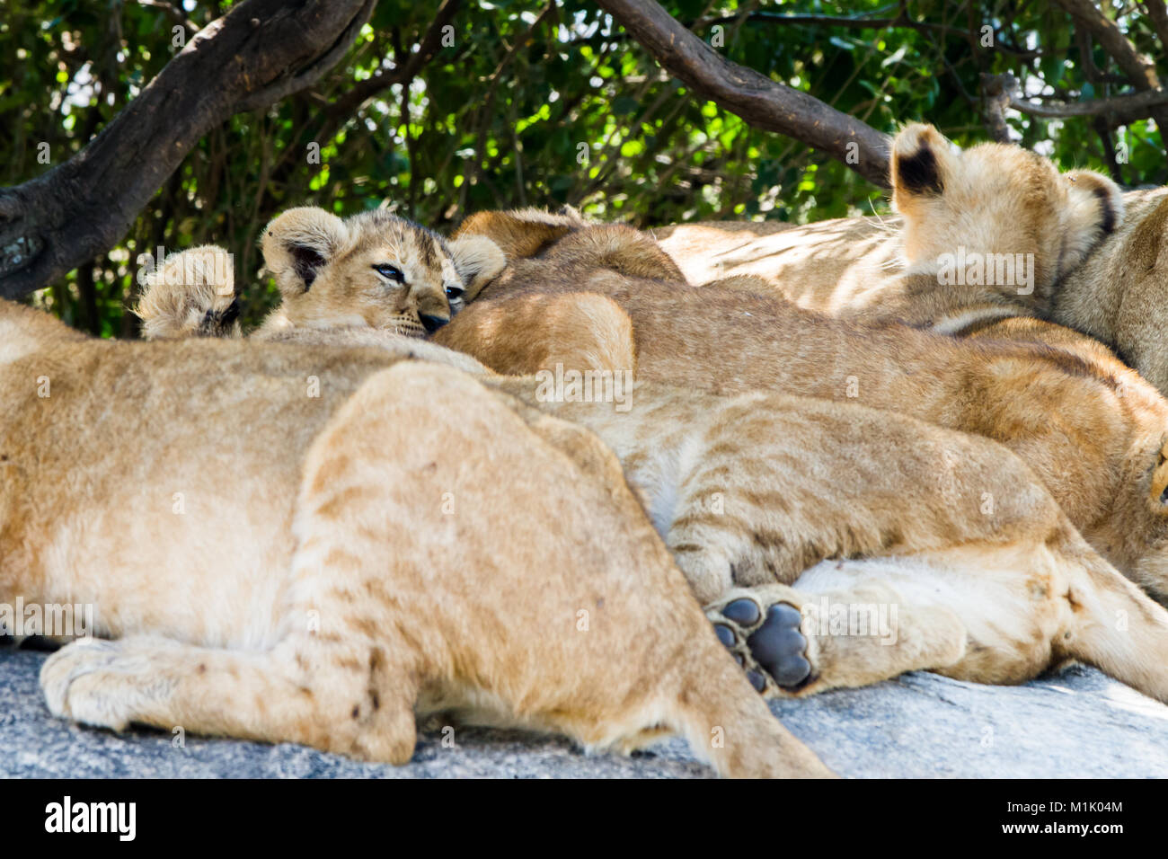 African lionesses with lion cubs (Panthera leo), species in the family ...