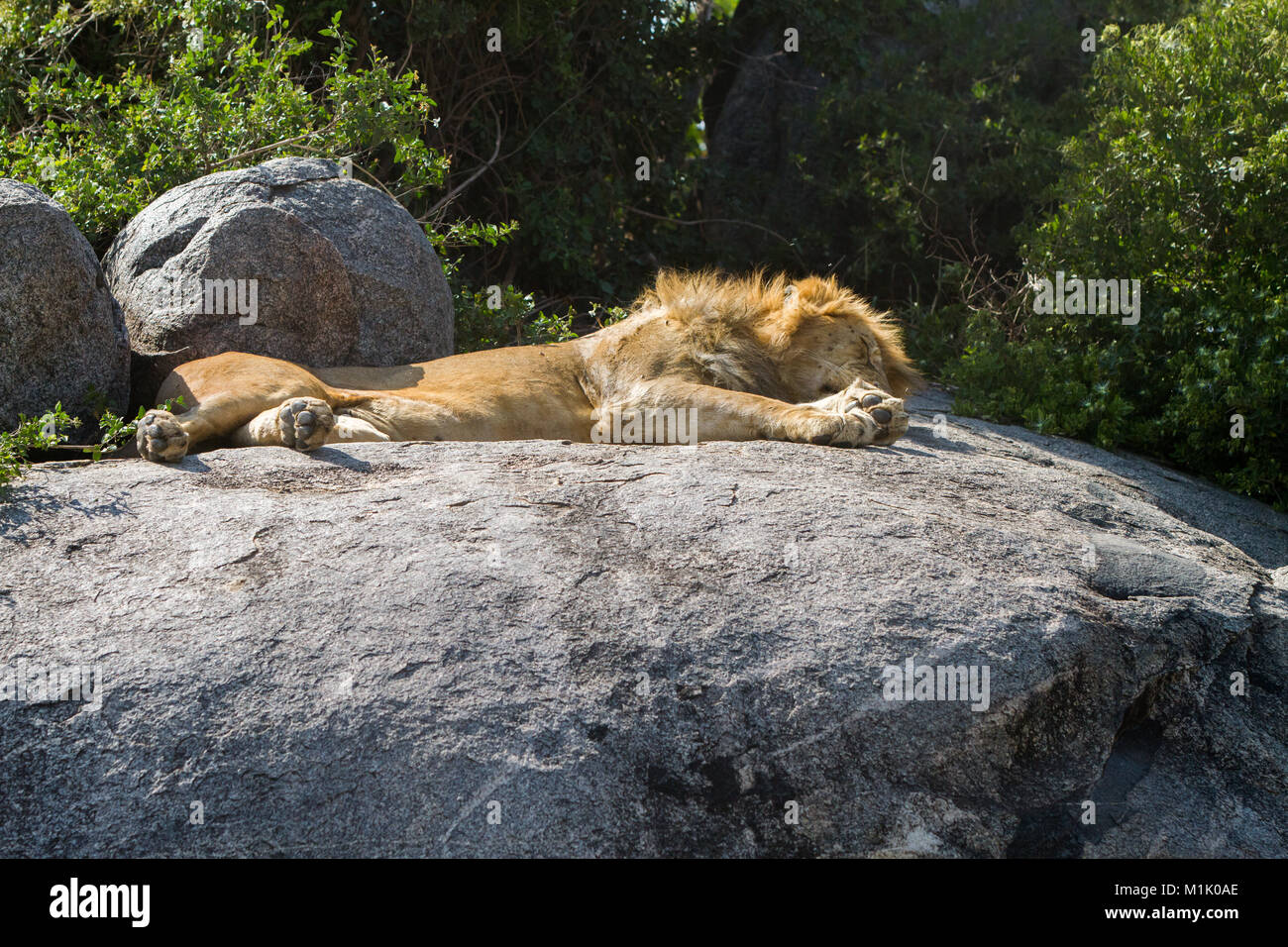 Male East African lion (Panthera leo melanochaita), species in the ...