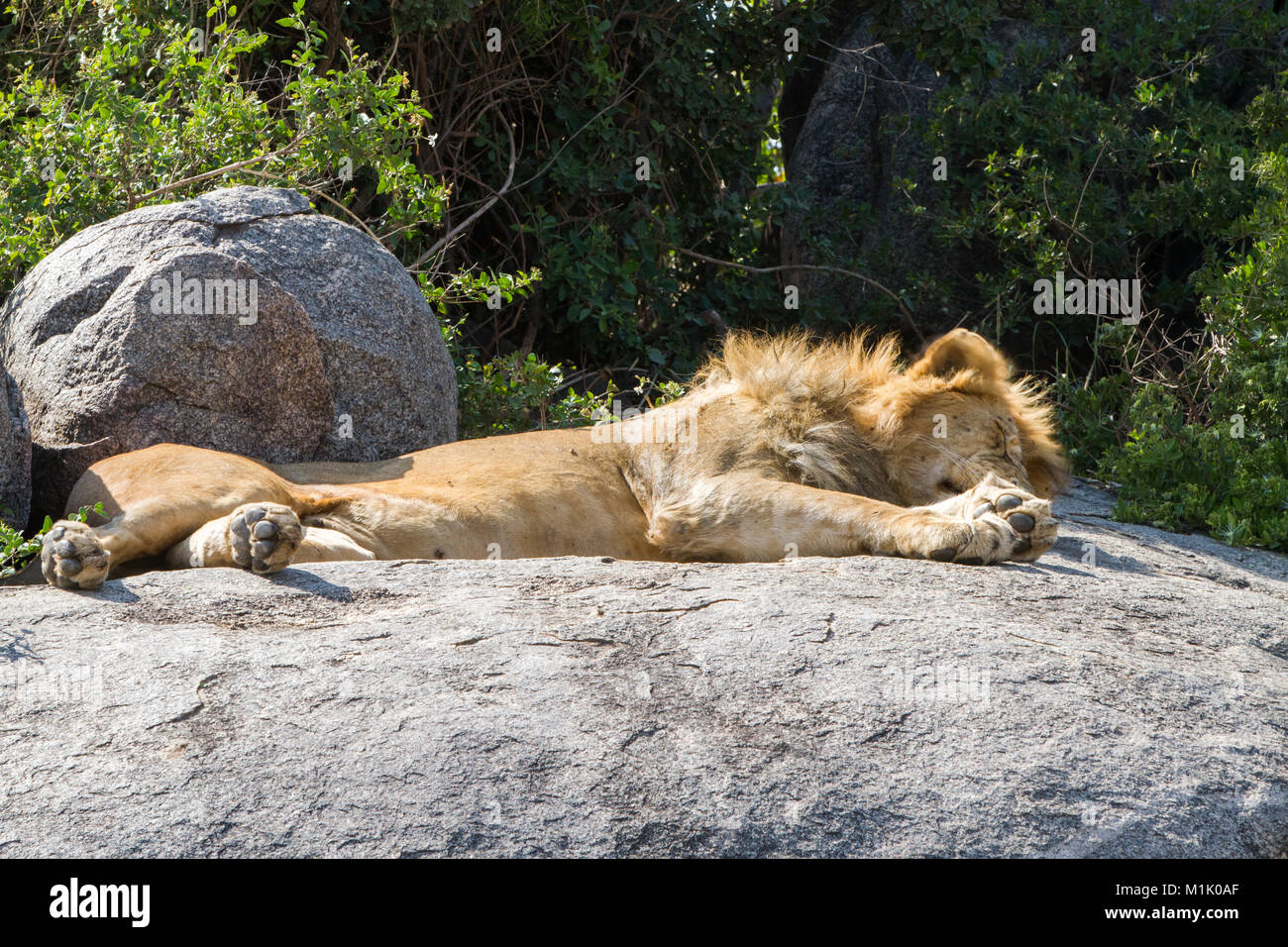 Male East African lion (Panthera leo melanochaita), species in the ...