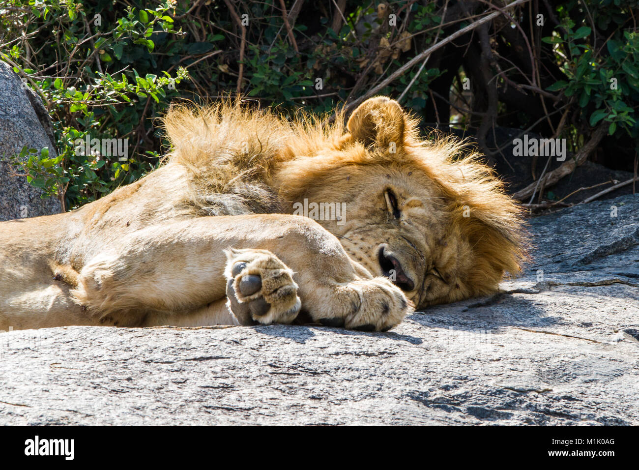 Male East African lion (Panthera leo melanochaita), species in the ...
