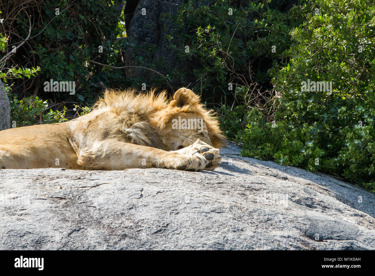 Male East African lion (Panthera leo melanochaita), species in the ...