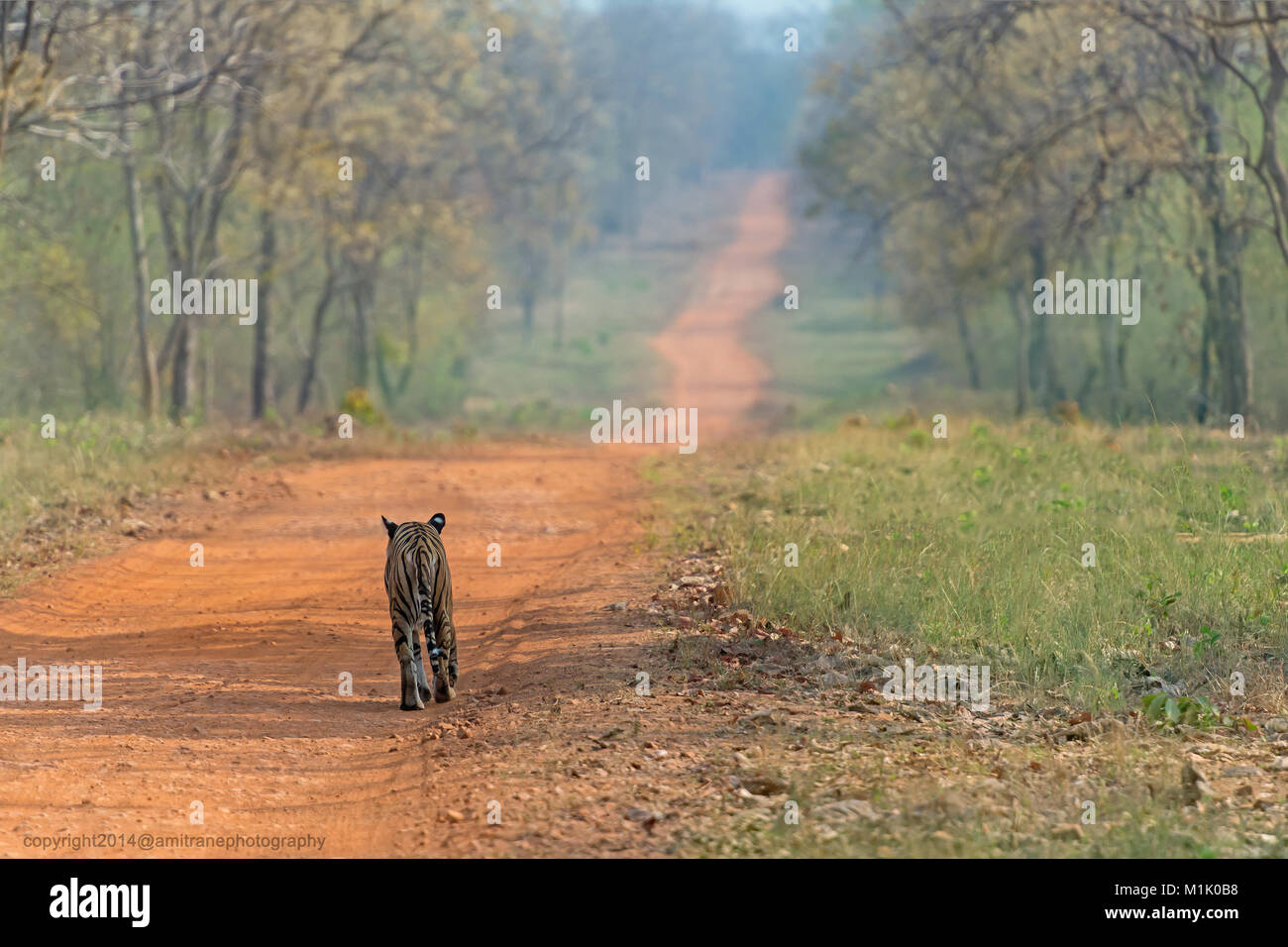 Tiger walking alone on a forest trail Stock Photo - Alamy