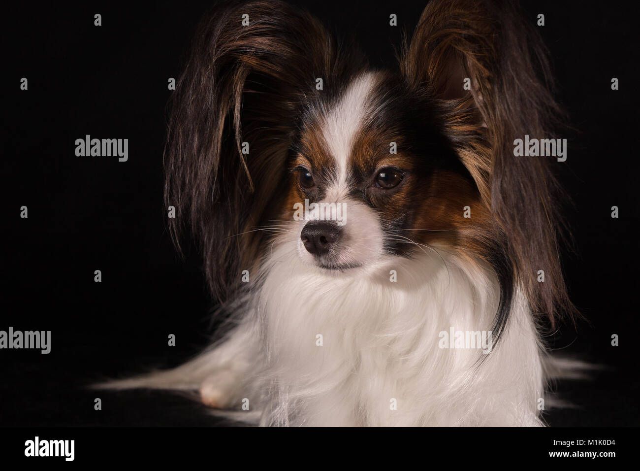 Beautiful young male dog Continental Toy Spaniel Papillon on black ...