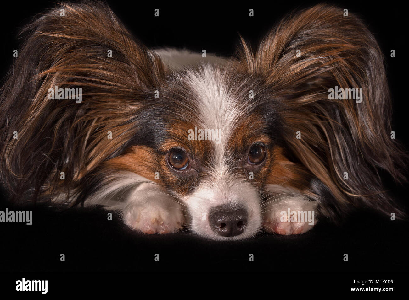 Beautiful young male dog Continental Toy Spaniel Papillon on black ...