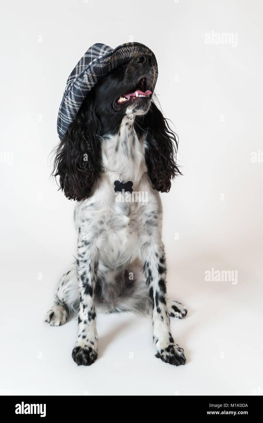 Sprocker spaniel hat hi-res stock photography and images - Alamy
