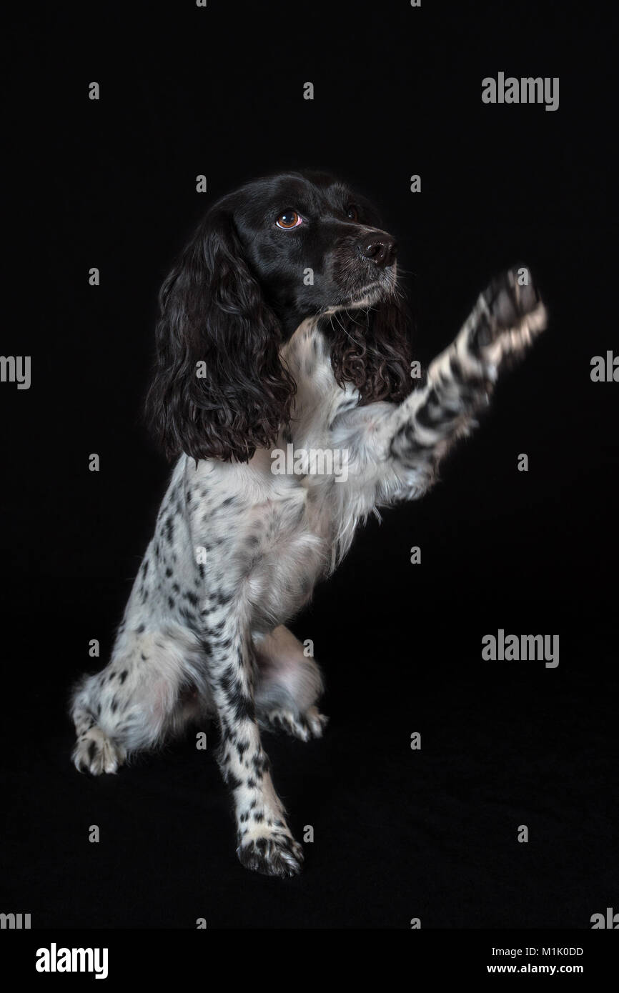 Beautiful female spaniel raises his paw on black background Stock Photo ...