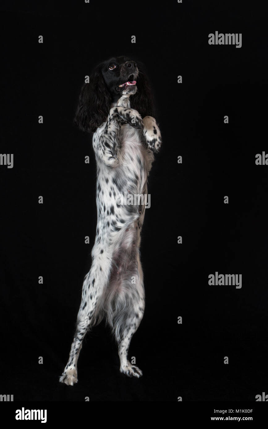 Beautiful female spaniel stands on its hind legs on black background ...