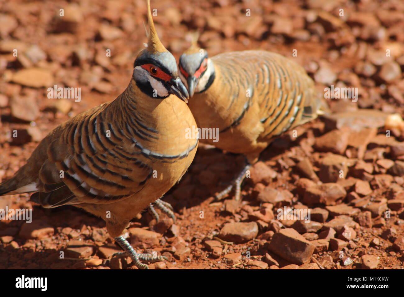 the beauty of westerm australia Stock Photo - Alamy
