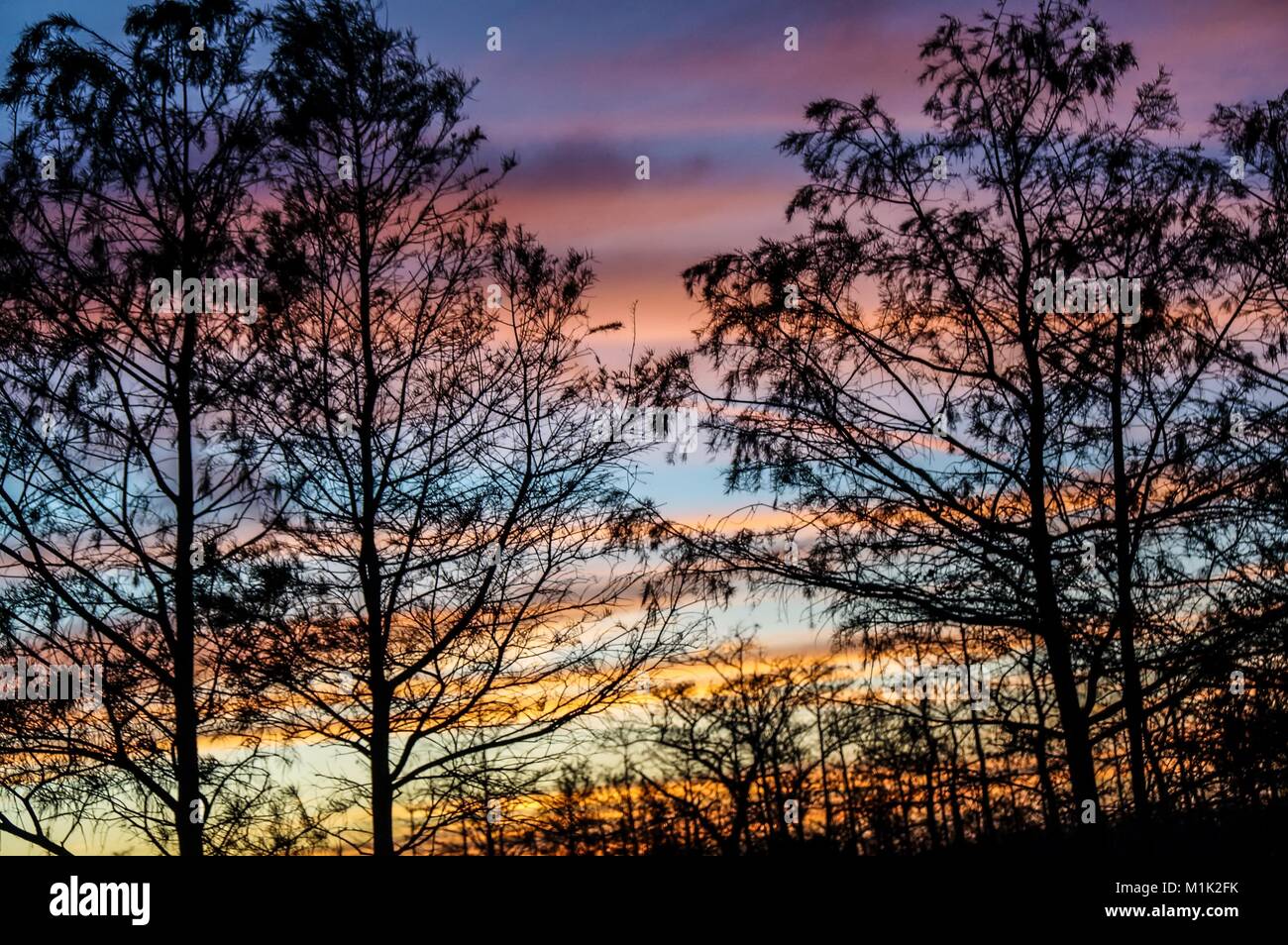 dawn in the swamps of Florida Stock Photo - Alamy