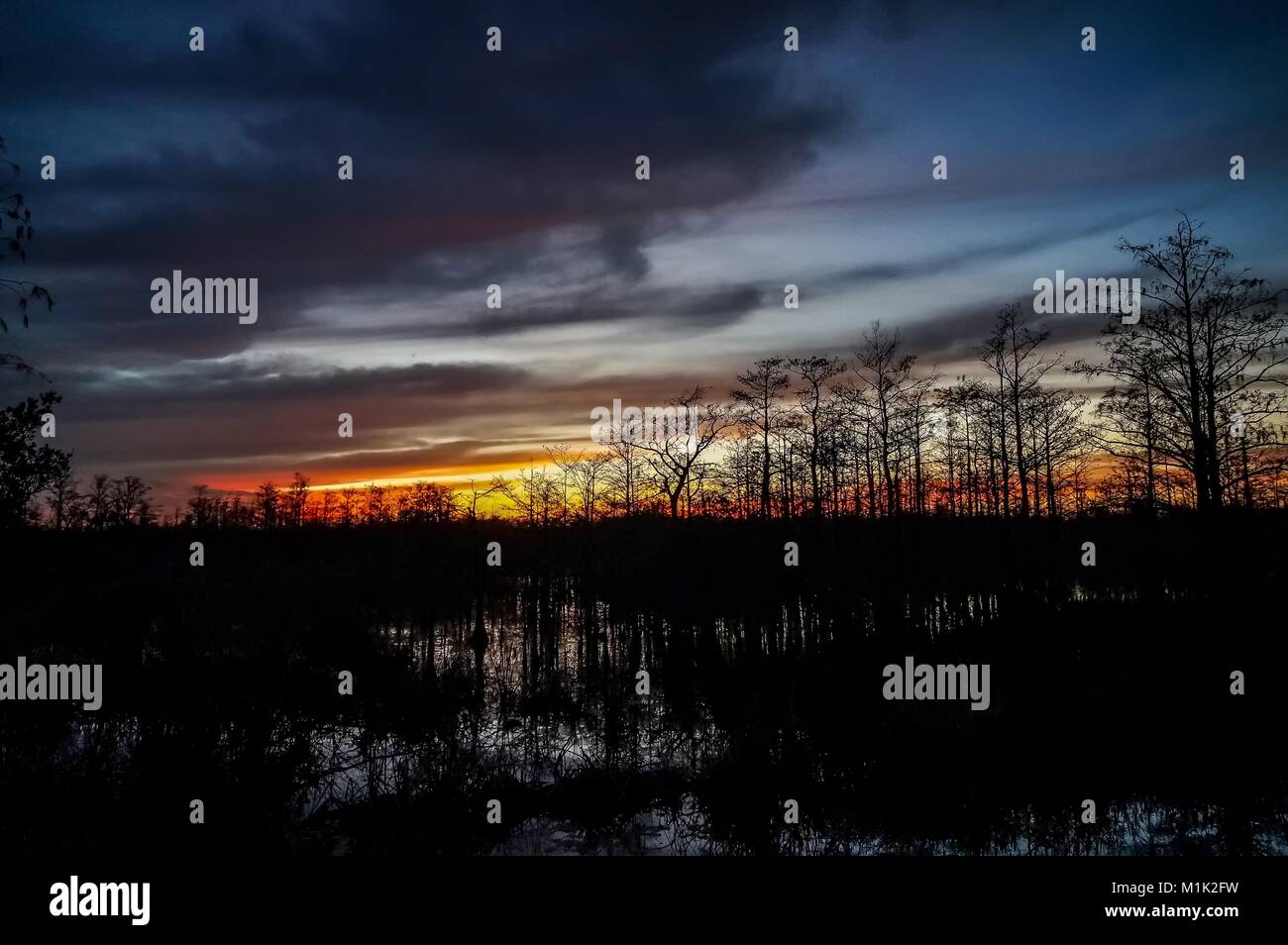 dawn in the swamps of Florida Stock Photo - Alamy