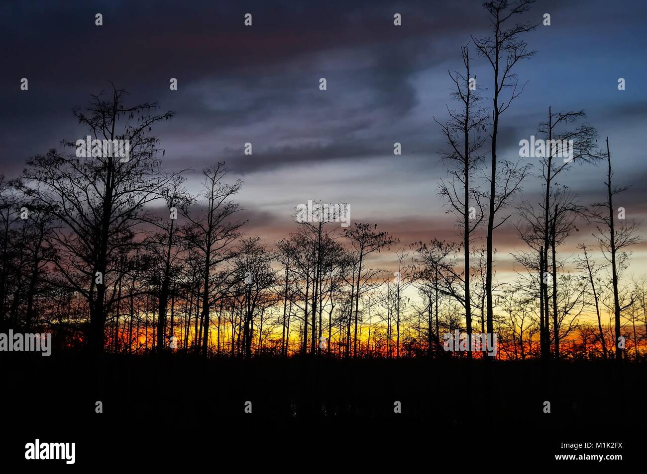 dawn in the swamps of Florida Stock Photo - Alamy