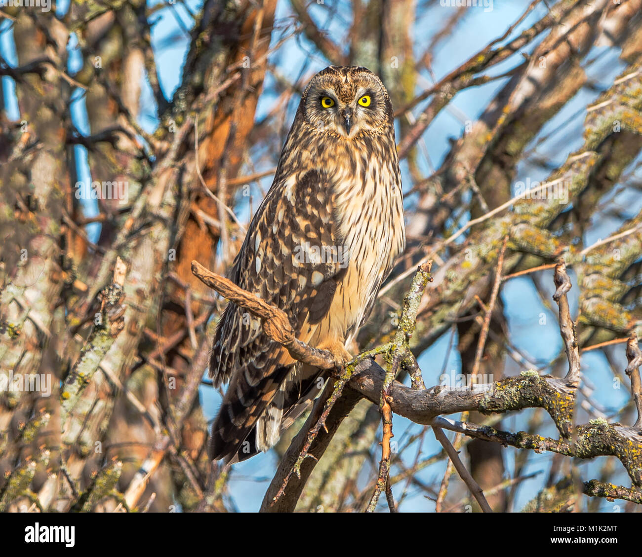Skagit wildlife area hi-res stock photography and images - Alamy