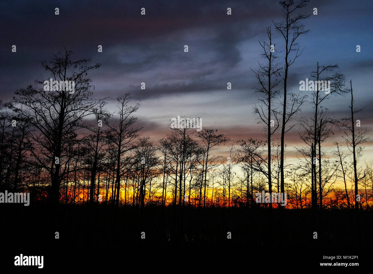 dawn in the swamps of Florida Stock Photo - Alamy