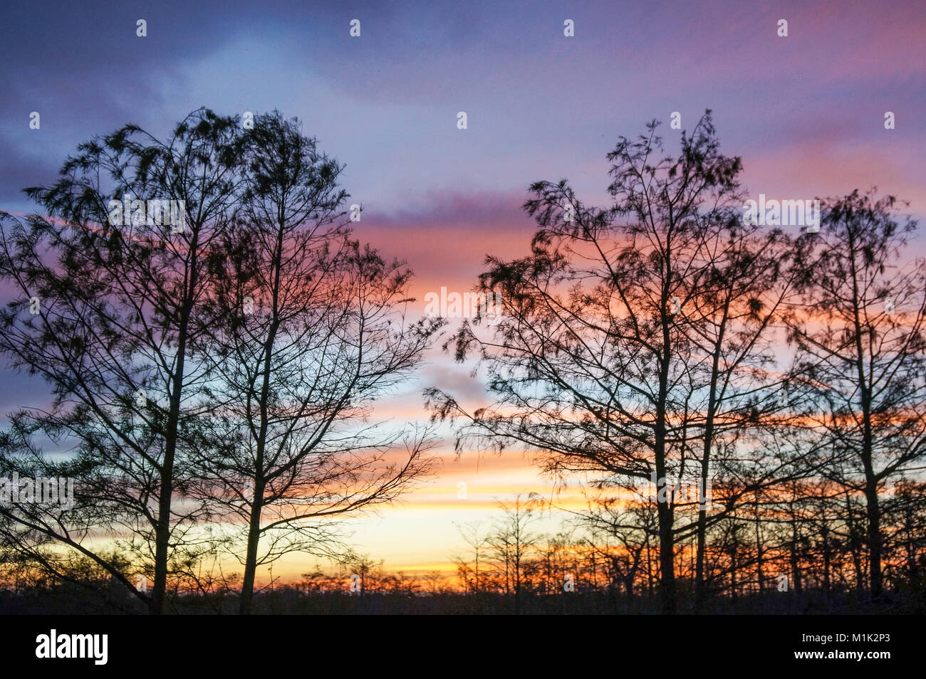 dawn in the swamps of Florida Stock Photo - Alamy