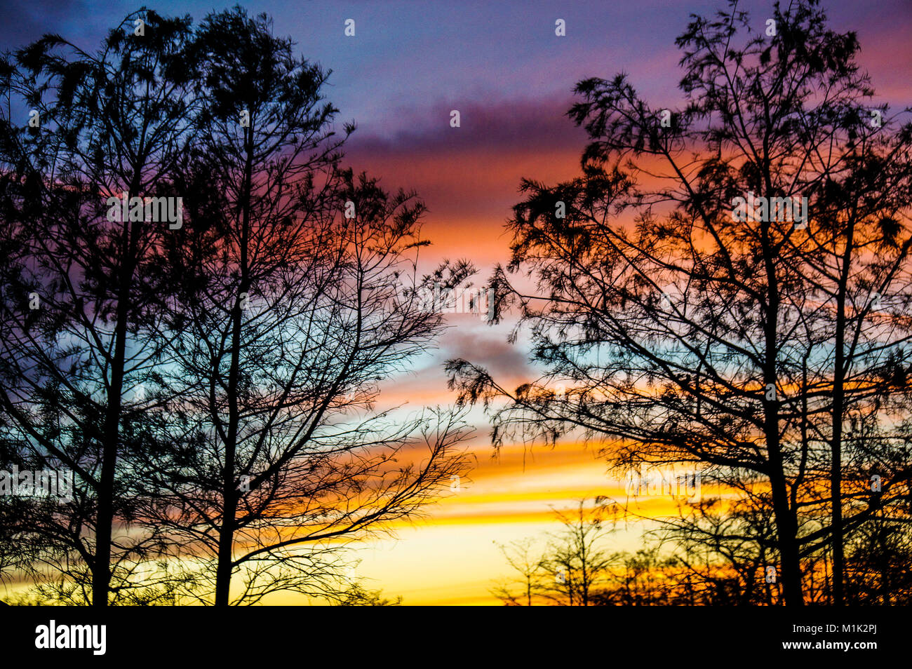 dawn in the swamps of Florida Stock Photo - Alamy