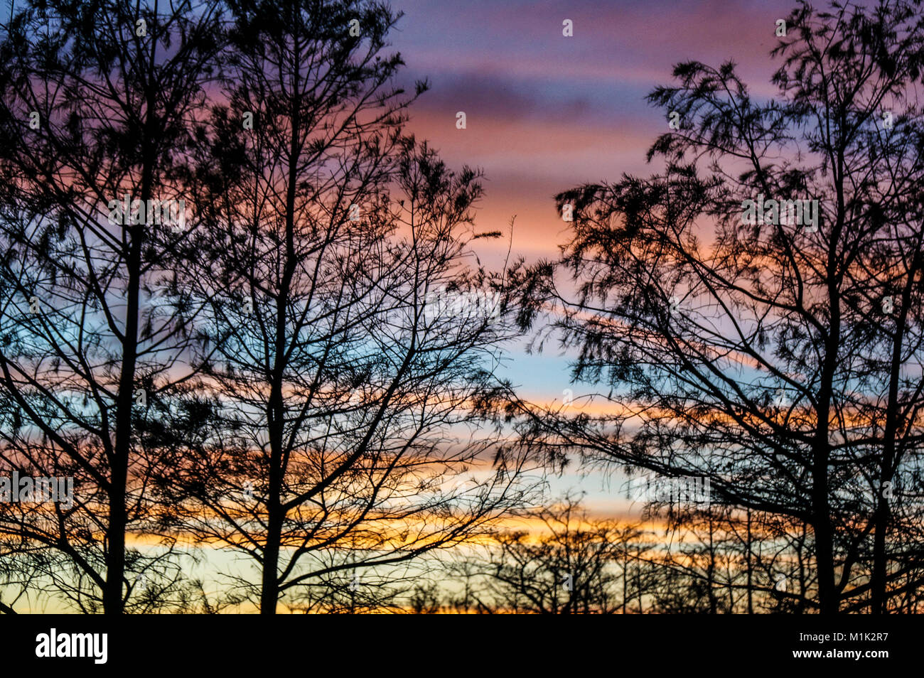 dawn in the swamps of Florida Stock Photo - Alamy
