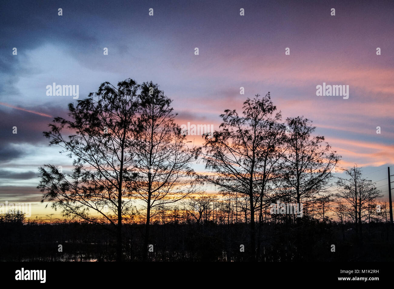 dawn in the swamps of Florida Stock Photo - Alamy