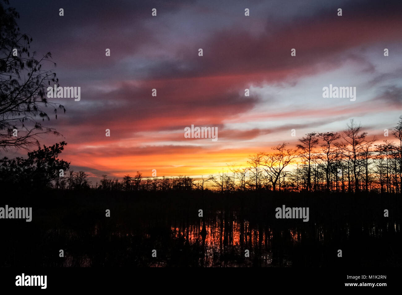 dawn in the swamps of Florida Stock Photo - Alamy