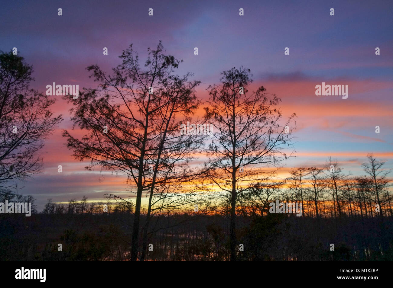 dawn in the swamps of Florida Stock Photo - Alamy