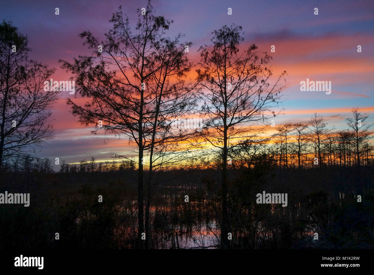dawn in the swamps of Florida Stock Photo - Alamy