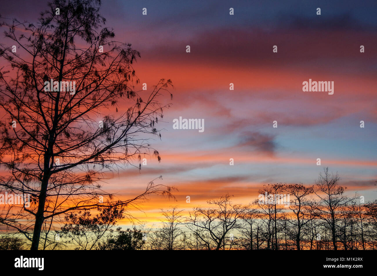 dawn in the swamps of Florida Stock Photo - Alamy