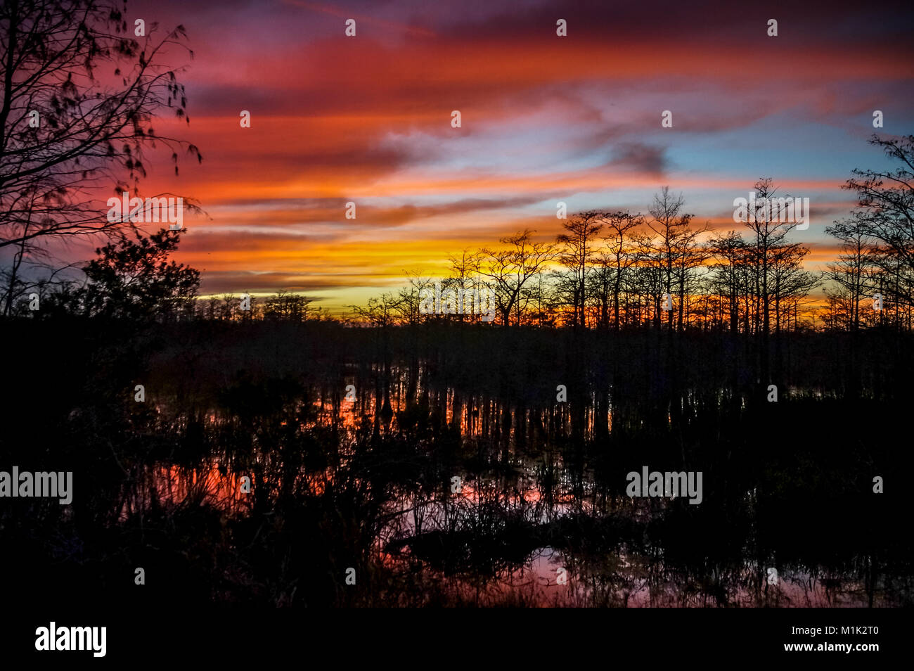 dawn in the swamps of Florida Stock Photo - Alamy