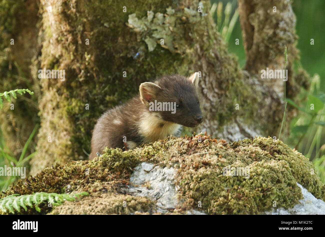 Pine marten hunting hi-res stock photography and images - Alamy