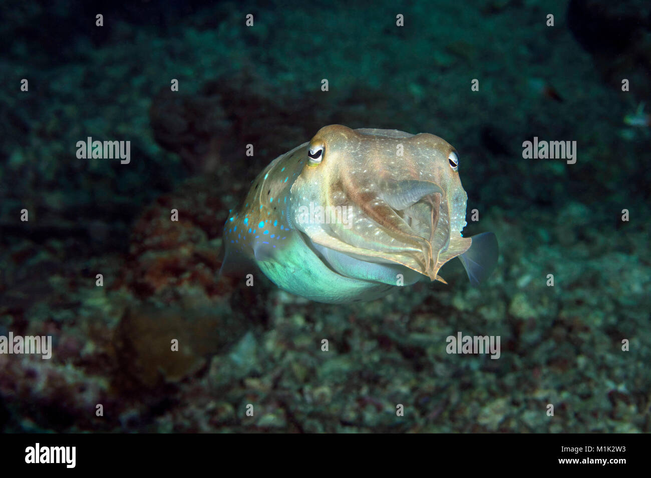 Mimicry sea hi-res stock photography and images - Alamy