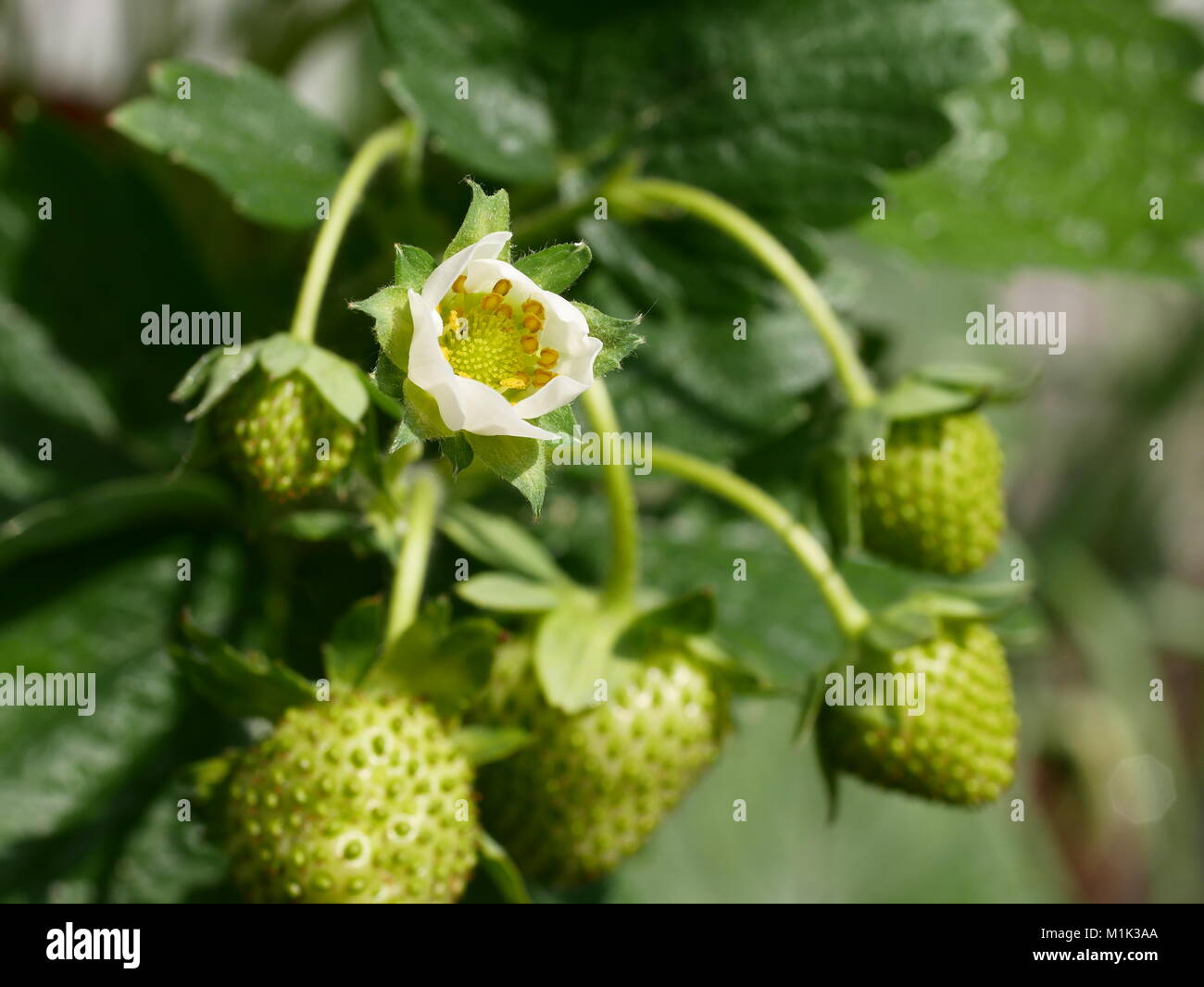 green strawberry and flower on leaf background Stock Photo - Alamy