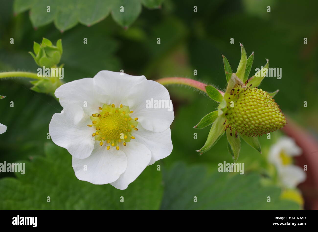 Strawberry weed hi-res stock photography and images - Alamy