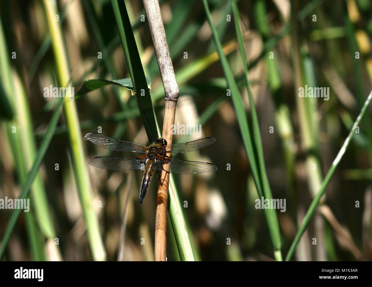 big dragon-fly on reed background Stock Photo - Alamy