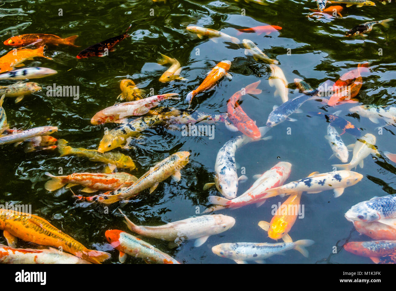 A large number of beautiful fish in a small pond Stock Photo - Alamy