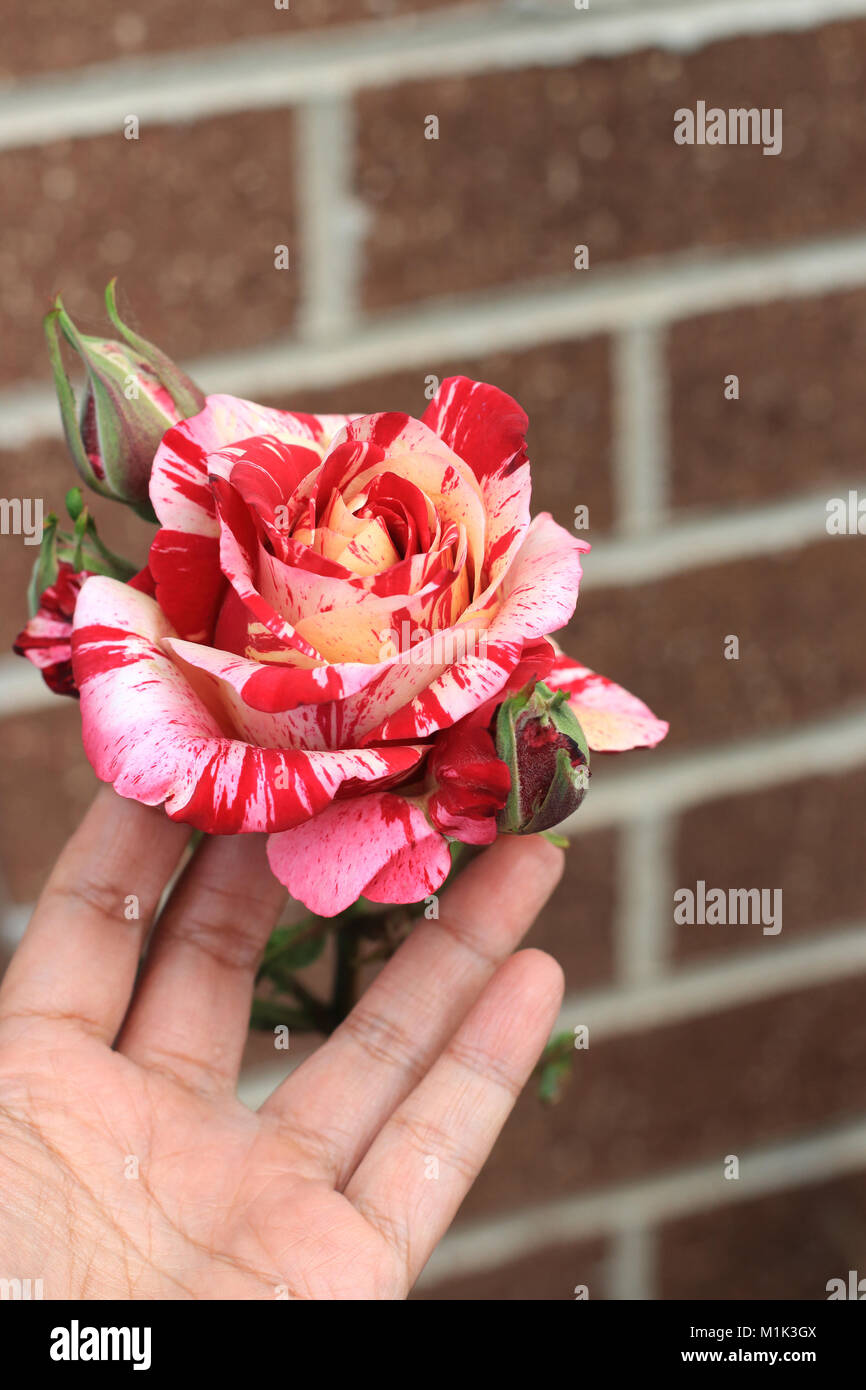 Full bloom raspberry tiger rose hi-res stock photography and images - Alamy
