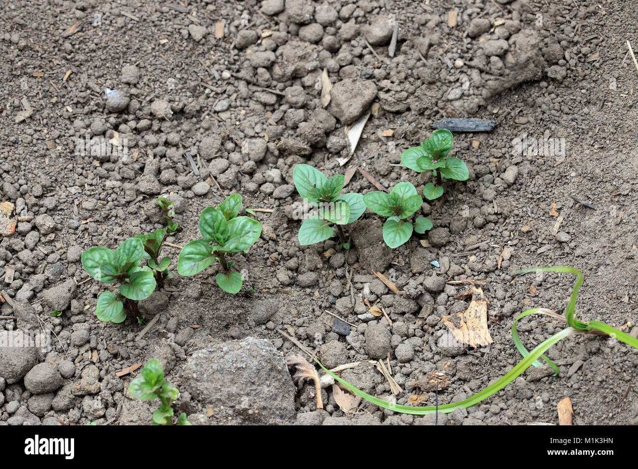 Peppermint plants hi-res stock photography and images - Alamy