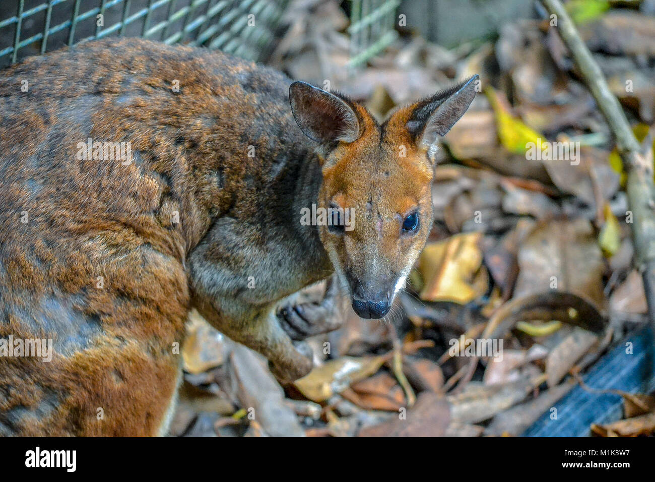 Close up of rock wallaby hi-res stock photography and images - Alamy