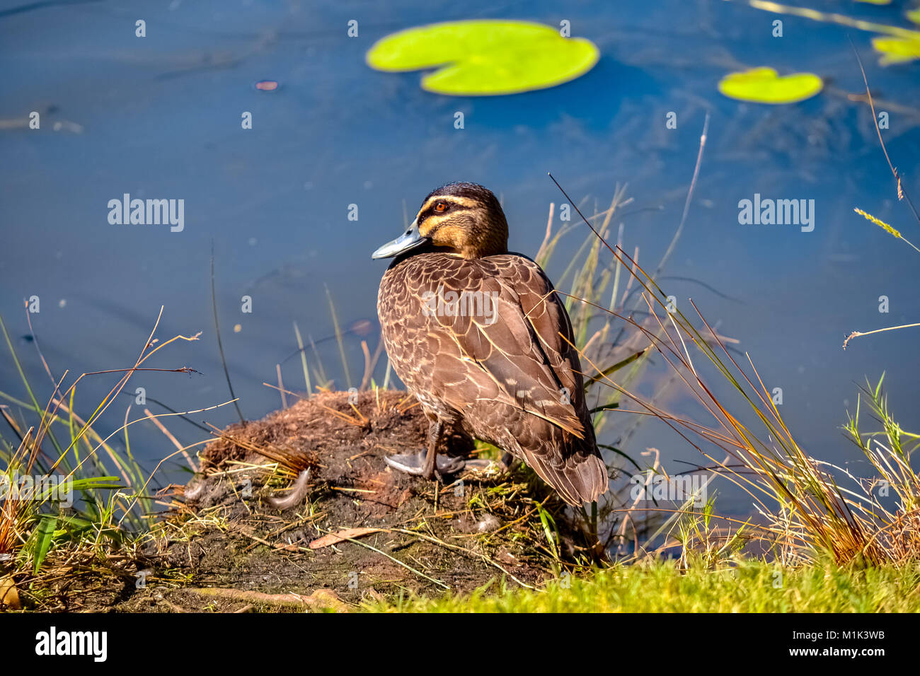 Sitting duck hi-res stock photography and images - Alamy