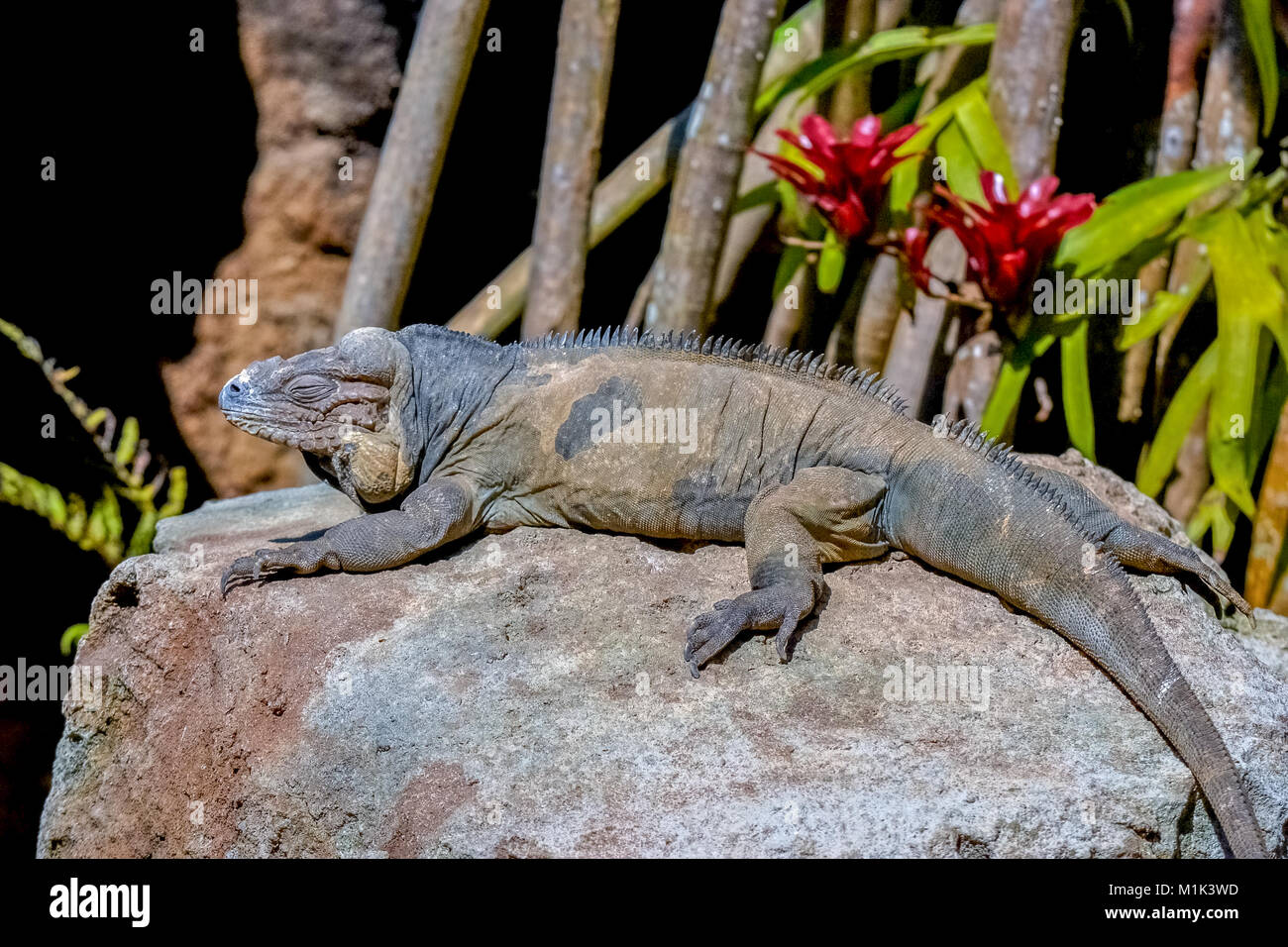 Lizard duck hi-res stock photography and images - Alamy