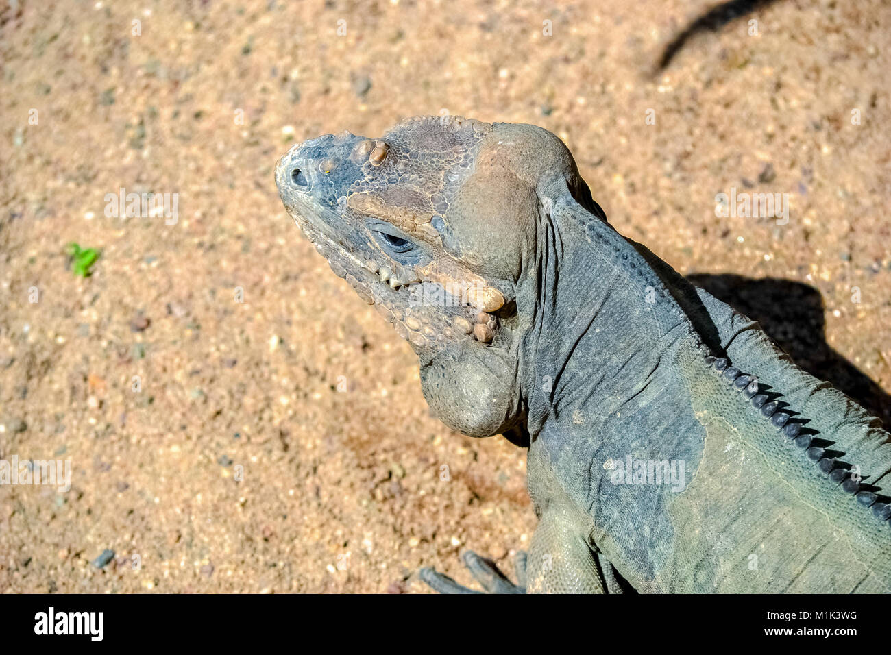 Lizard duck hi-res stock photography and images - Alamy