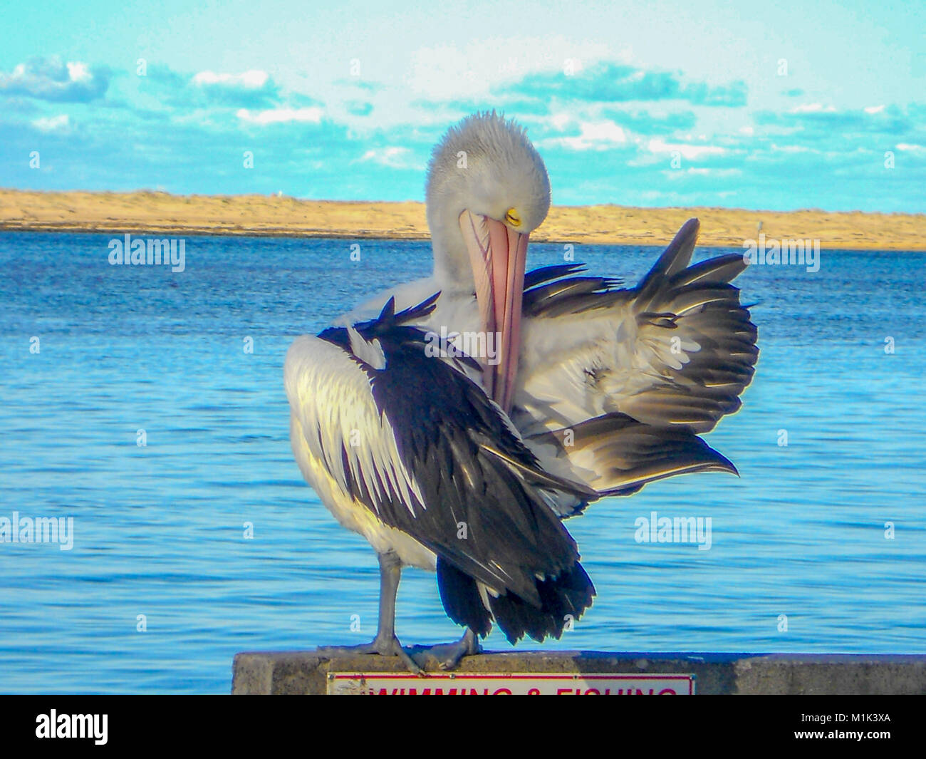 Pelican open mouth hi-res stock photography and images - Alamy