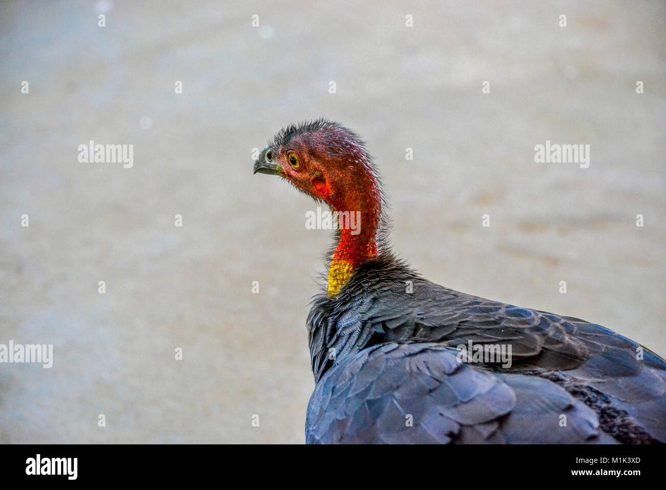 Common australian bush bird hi-res stock photography and images - Alamy