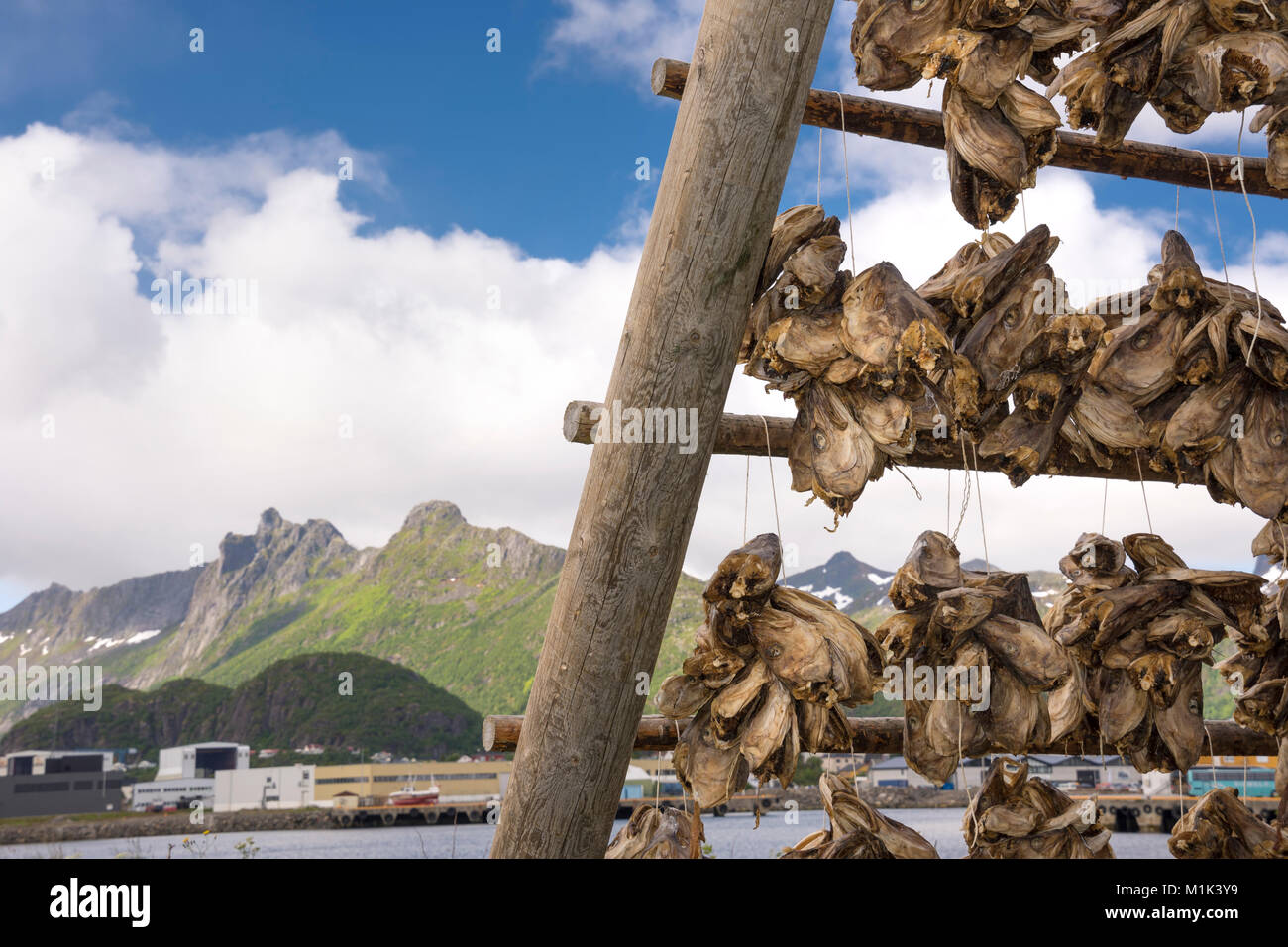 overview of racks for drying stockfish in Svolvaer at Lofoten in Norway ...