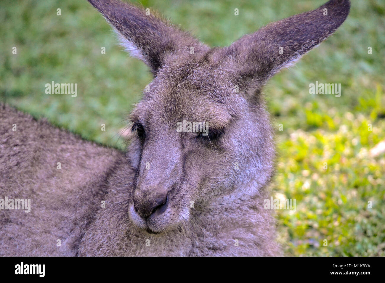 Kangaroo bird hi-res stock photography and images - Alamy