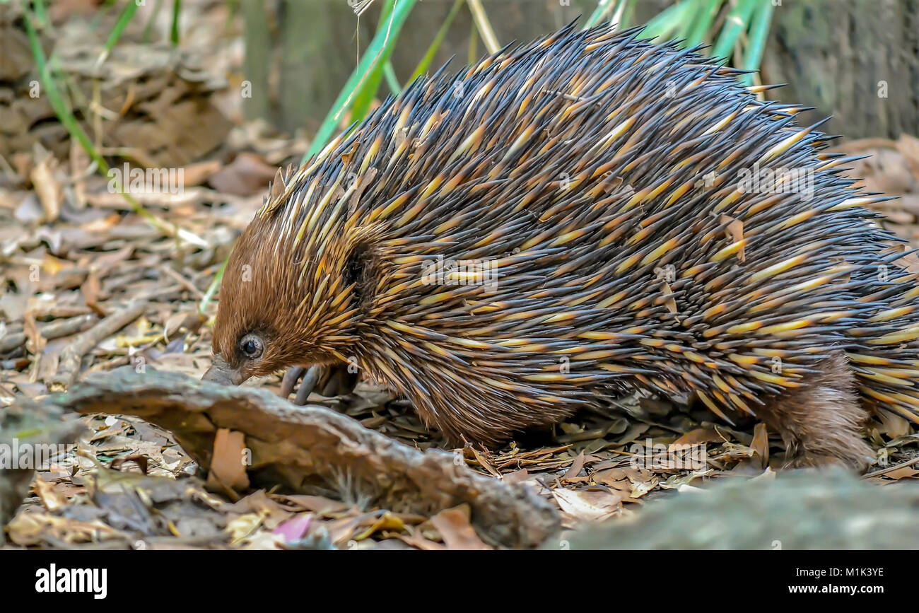Echidna eating hi-res stock photography and images - Alamy